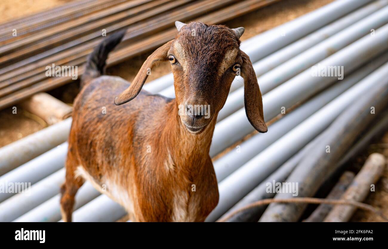 A beautiful brown Indian breed goat looking at the camera Stock Photo ...