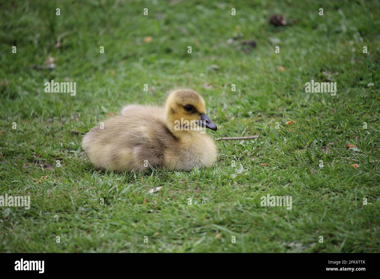 Fluffy gosling hi-res stock photography and images - Alamy