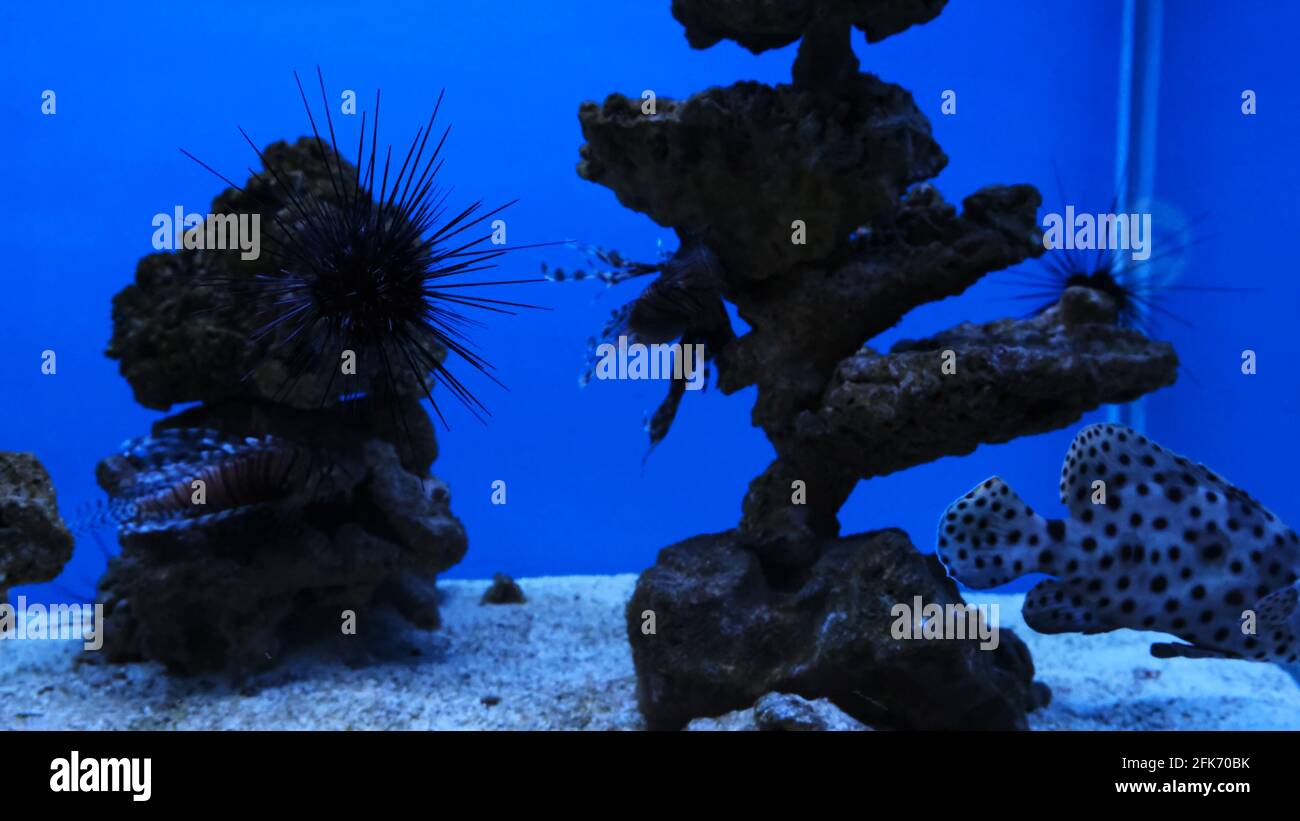 Sea Urchin underwater or sea hedgehogs in aquarium Stock Photo - Alamy