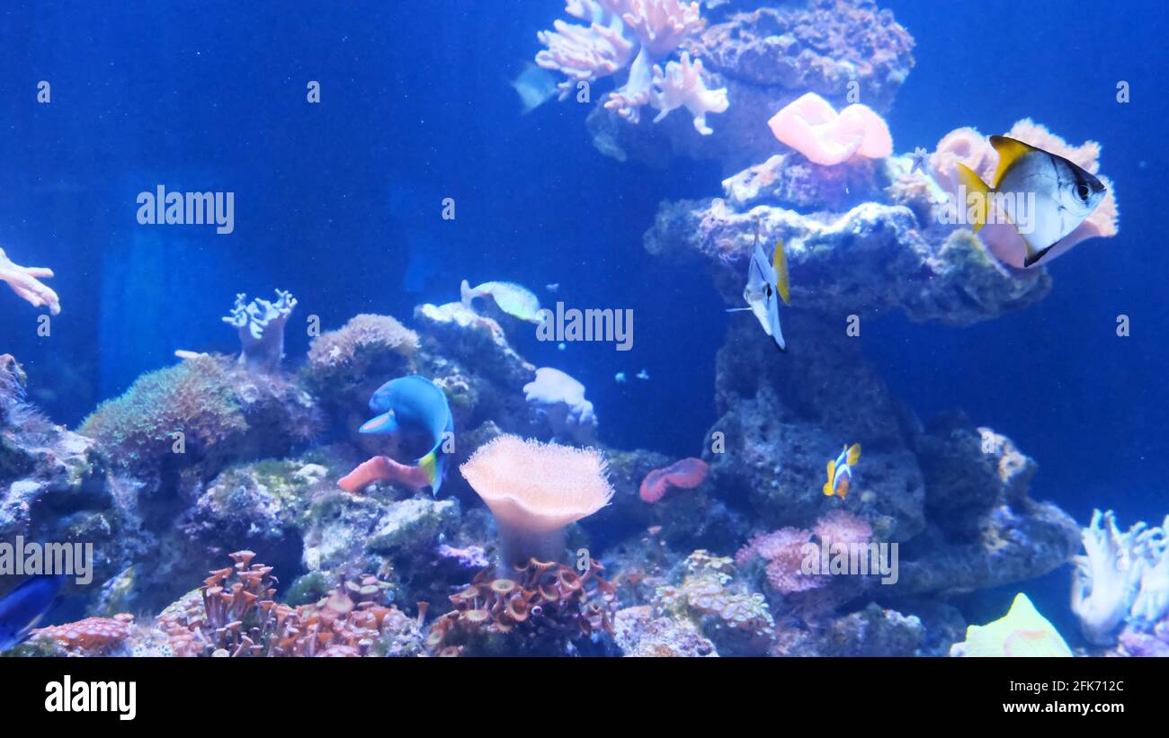 Tropical colorful fish on a coral reef Stock Photo - Alamy