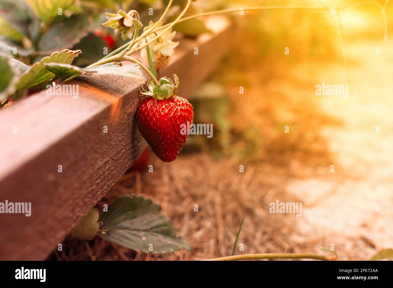 Close up ripe strawberries in vegetable garden with blurred green ...