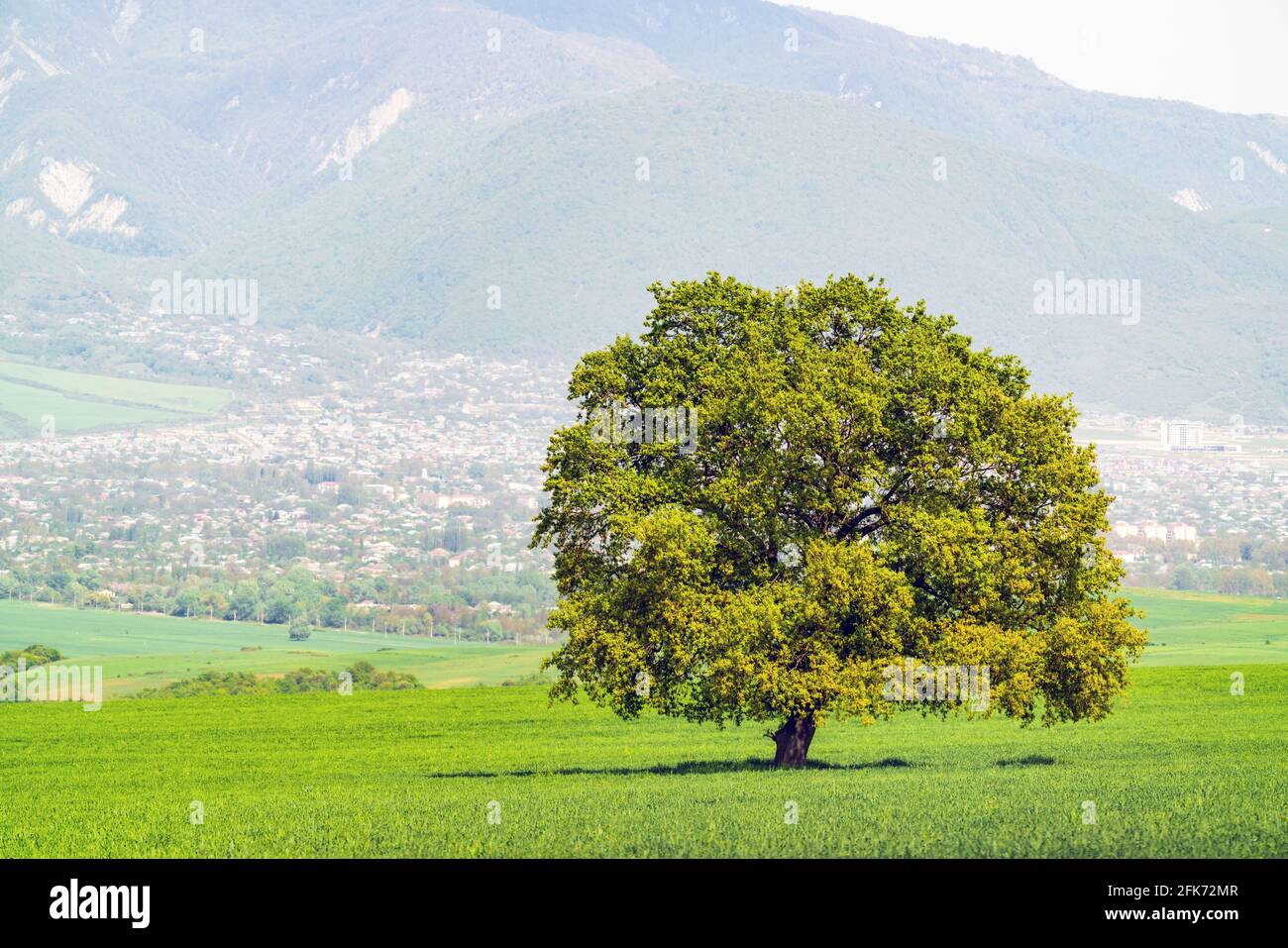 Lone single pasture hi-res stock photography and images - Alamy