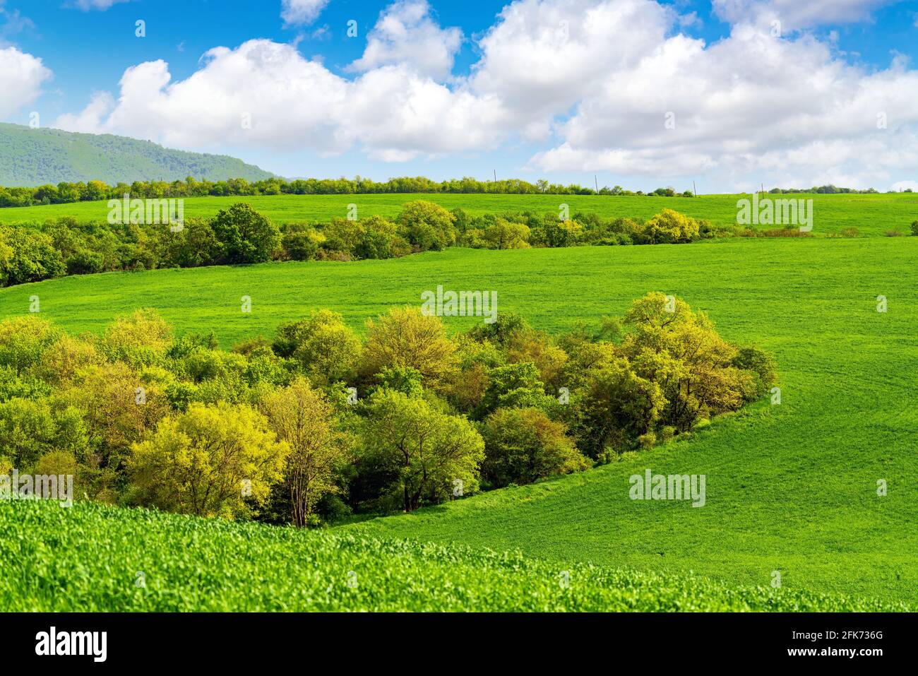Tree planting in green fields Stock Photo - Alamy