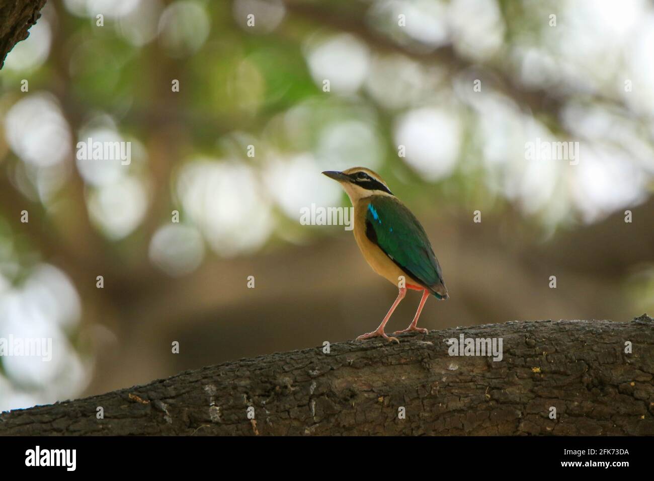 Indian pitta or Pitta brachyura sitting on a tree trunk with a beautiful bokeh background ...
