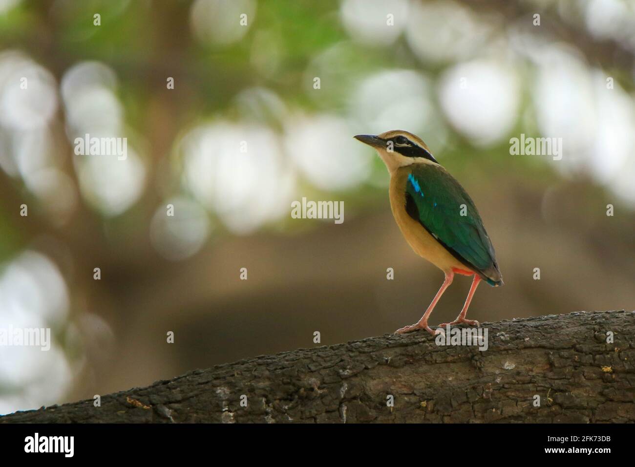 Indian pitta or Pitta brachyura sitting on a tree trunk with a beautiful bokeh background ...