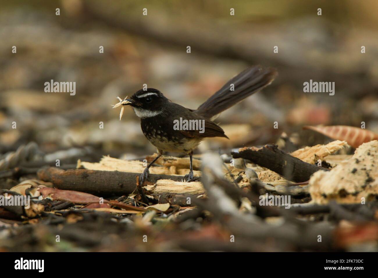 White browed Fantail flycatcher (Rhipidura aureola) collecting it's ...