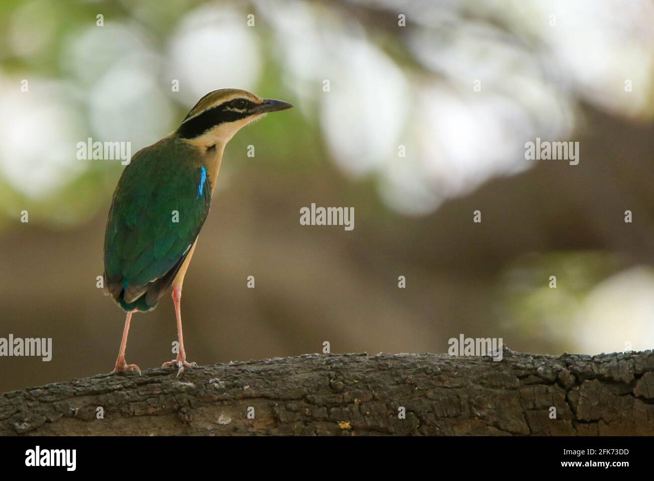 Indian pitta or Pitta brachyura sitting on a tree trunk with a ...