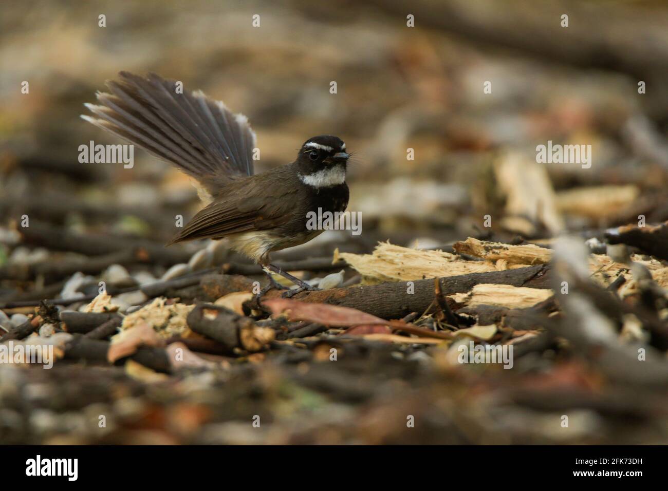 White browed Fantail flycatcher (Rhipidura aureola) collecting it's ...