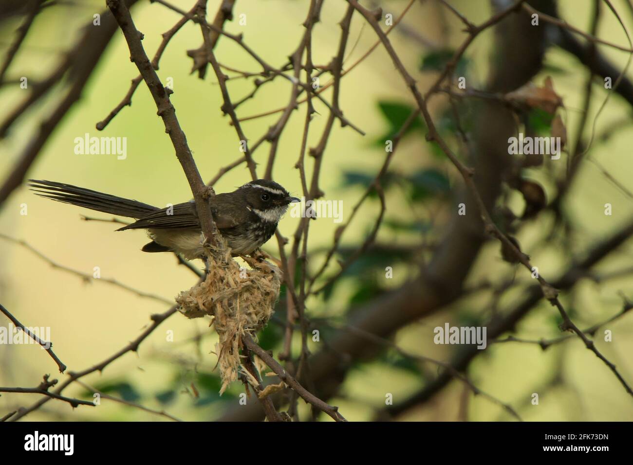 A white browed fantail flycatcher (Rhipidura aureola) sitting on it's ...