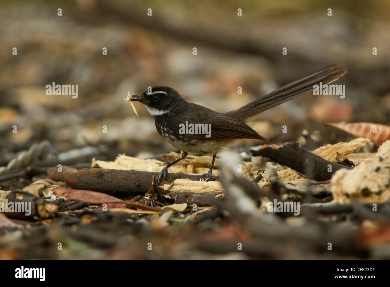 White browed Fantail flycatcher (Rhipidura aureola) collecting it's ...