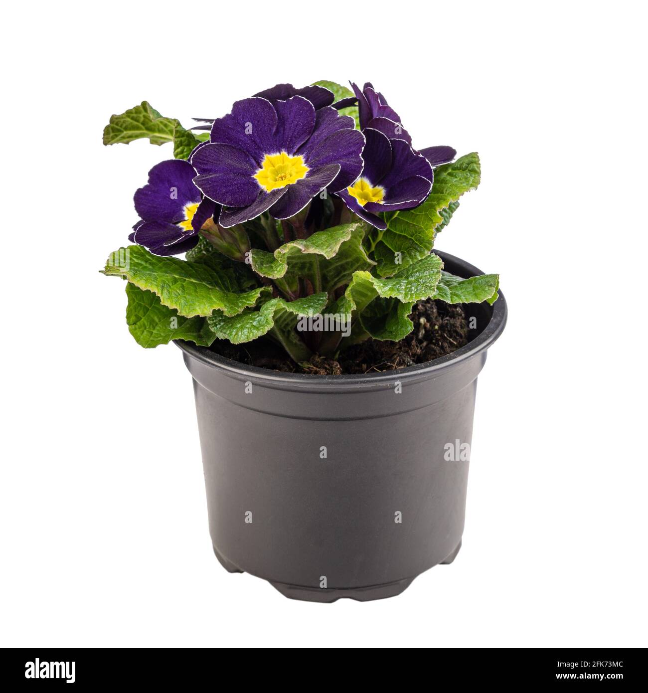Potted dark purple primula or primrose with a bright yellow center ...