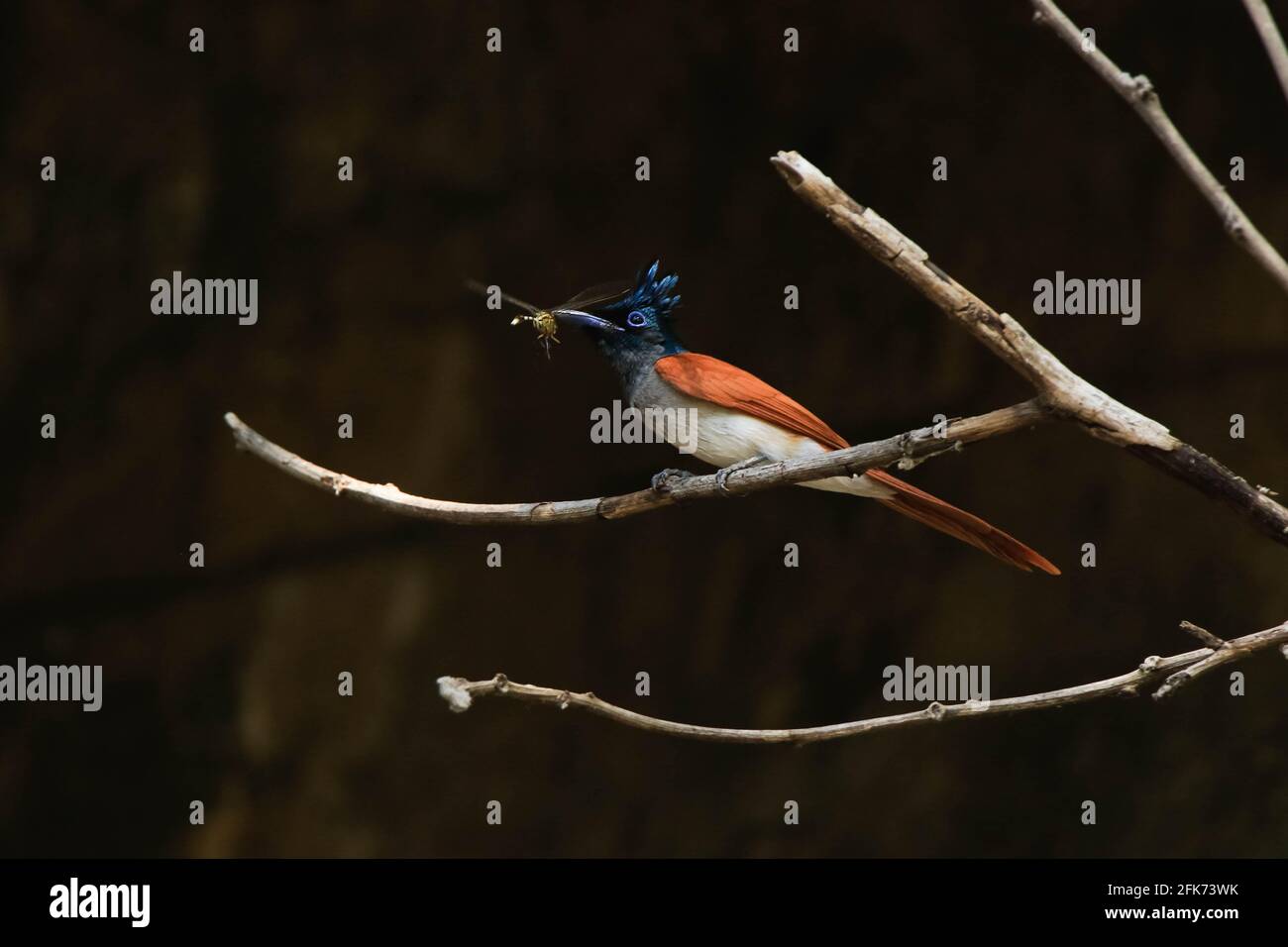 indian paradise flycatcher (Terpsiphone paradisi) female with a ...