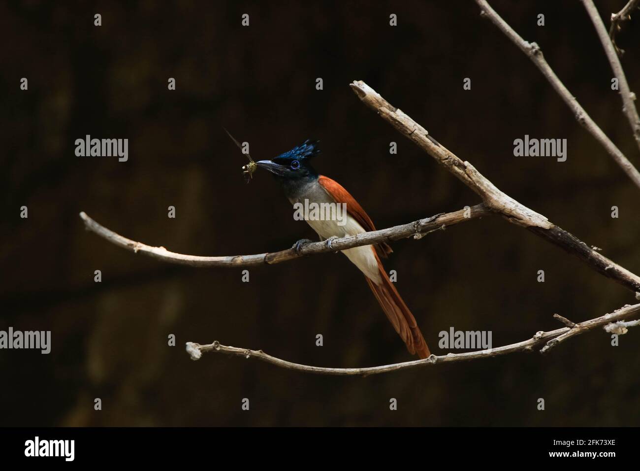 indian paradise flycatcher (Terpsiphone paradisi) female with a ...
