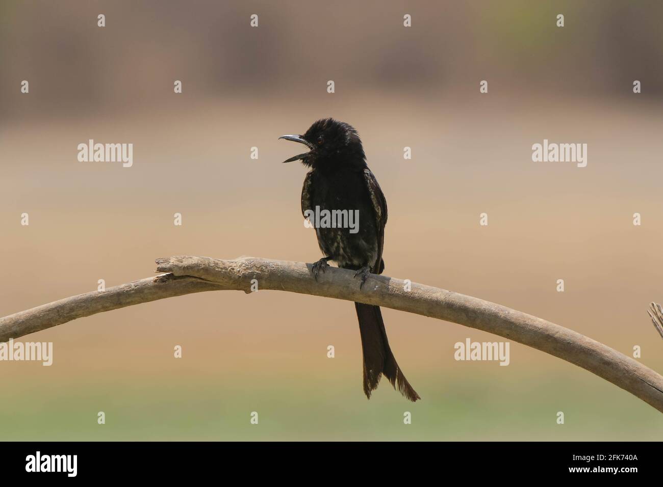 Black drongo or Dicrurus macrocercus is a black bird which is sitting ...