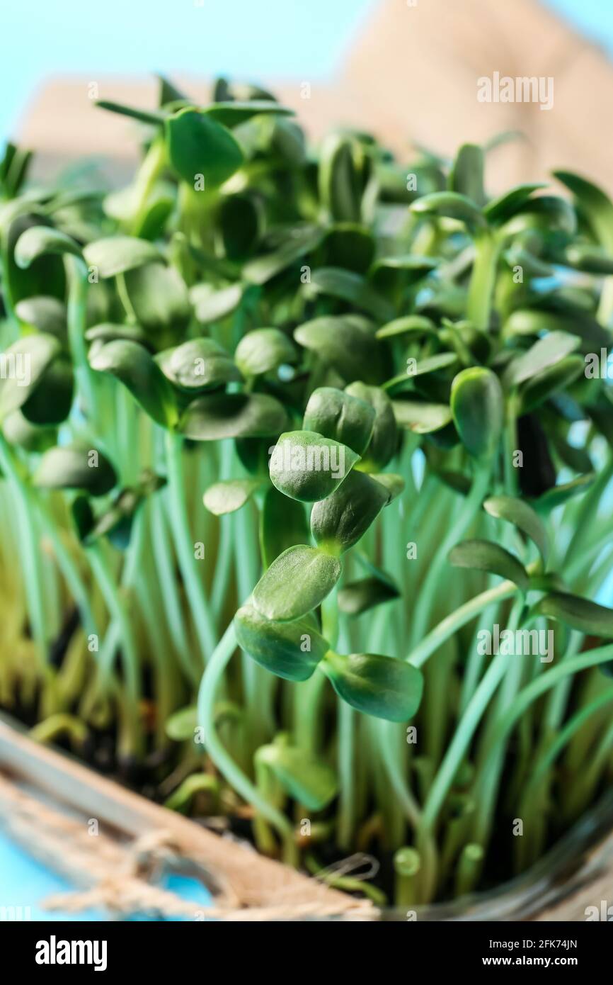 Sunflower micro green hi-res stock photography and images - Alamy