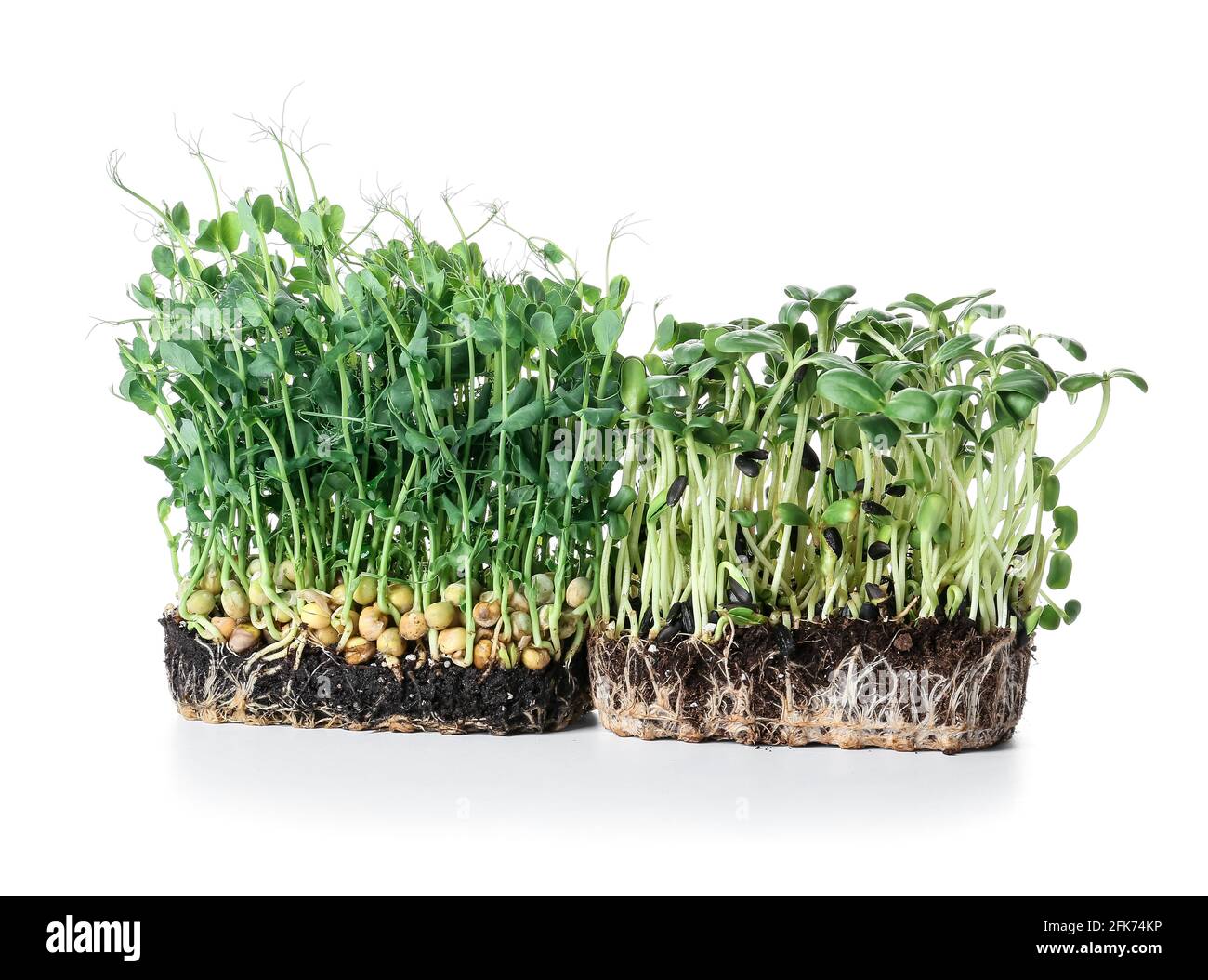 Different micro greens on white background Stock Photo - Alamy