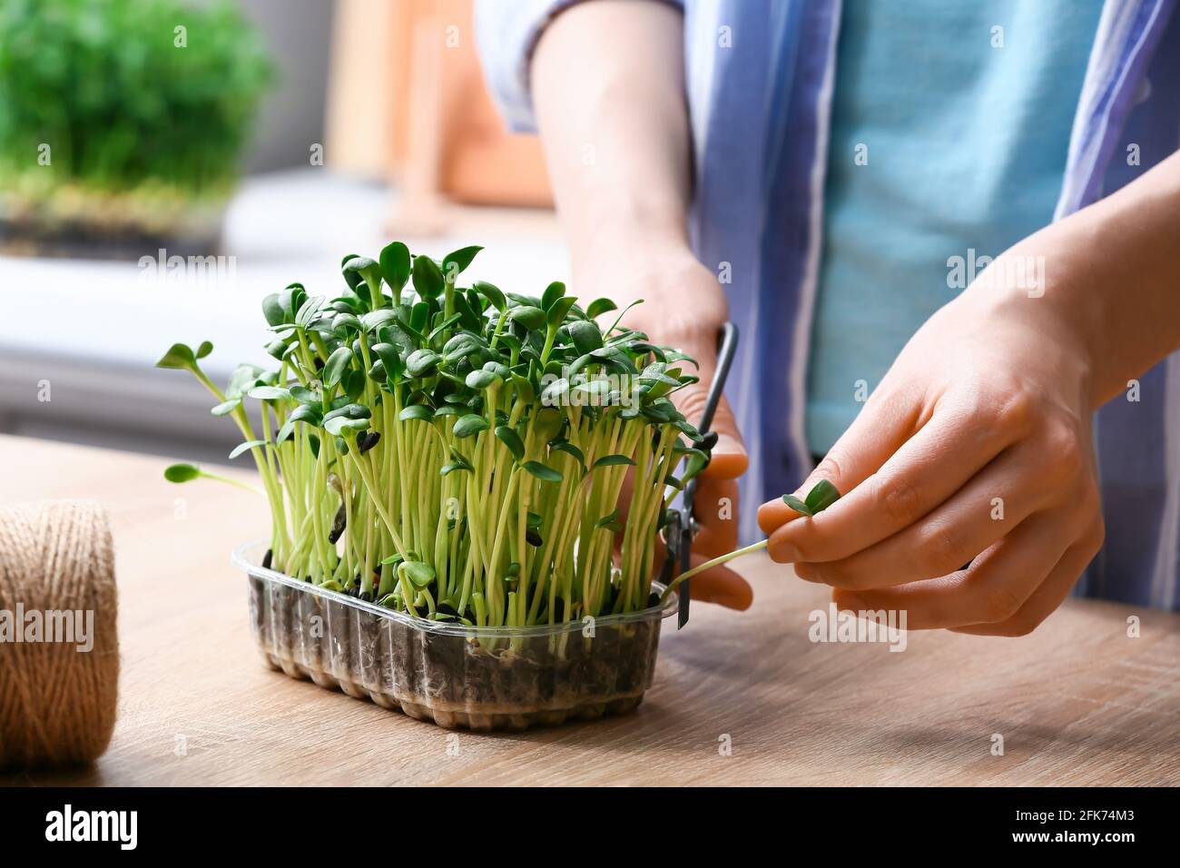 Woman cutting fresh microgreens hi-res stock photography and images - Alamy