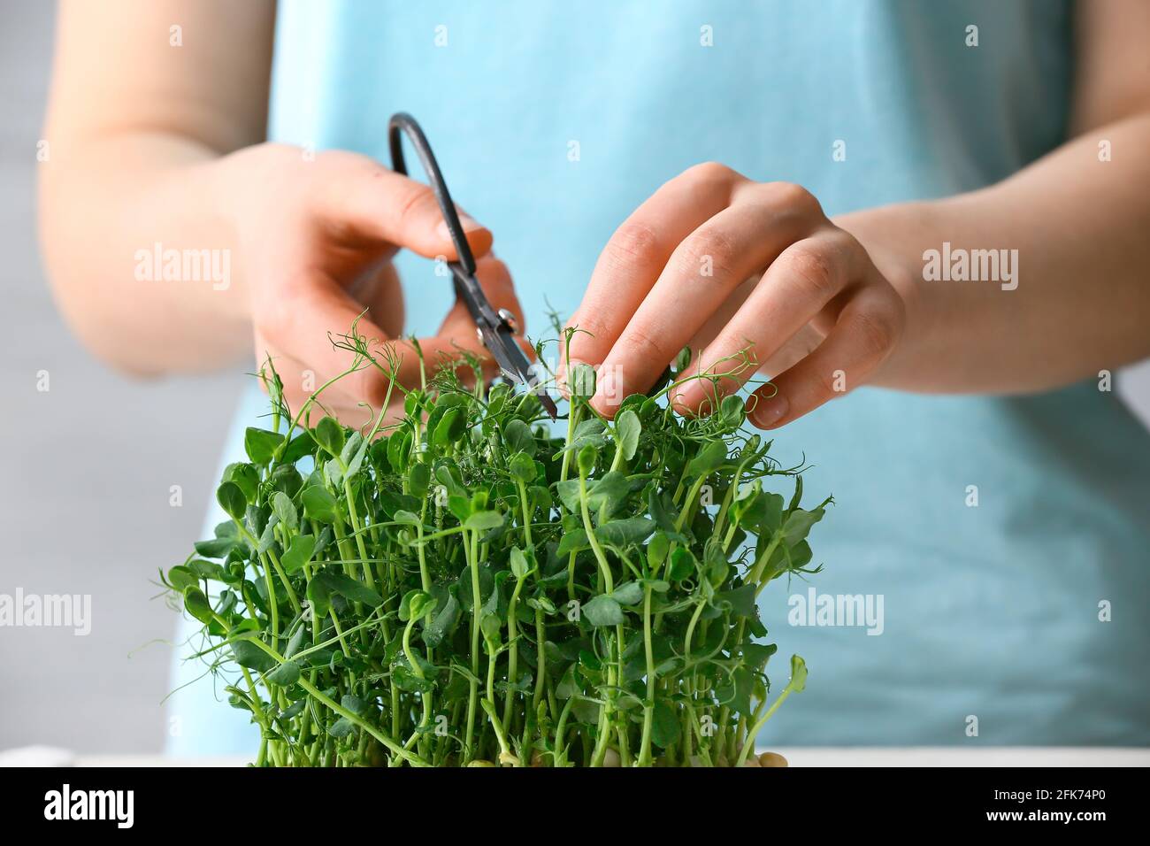 Woman cutting fresh micro green, closeup Stock Photo - Alamy