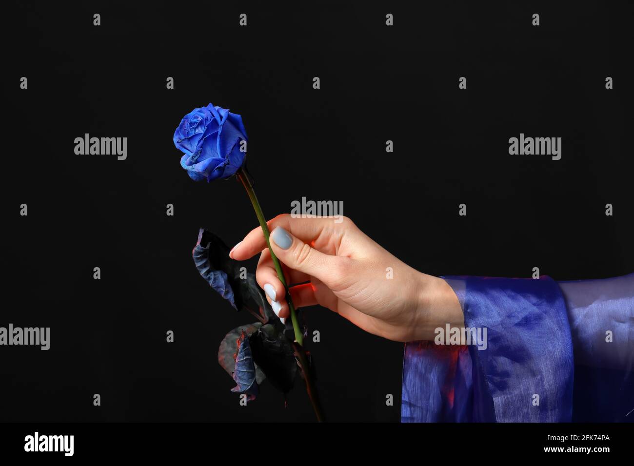 Female hand with blue rose and fabric on dark background Stock Photo ...