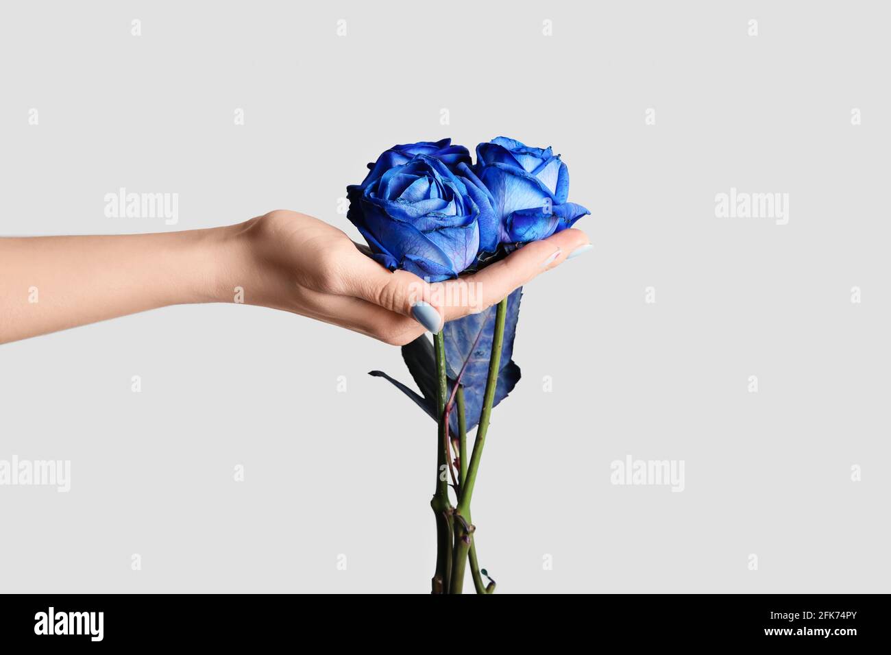 Female hand with blue roses on grey background Stock Photo - Alamy