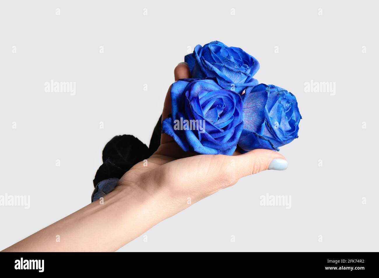 Female hand with blue roses on grey background Stock Photo - Alamy
