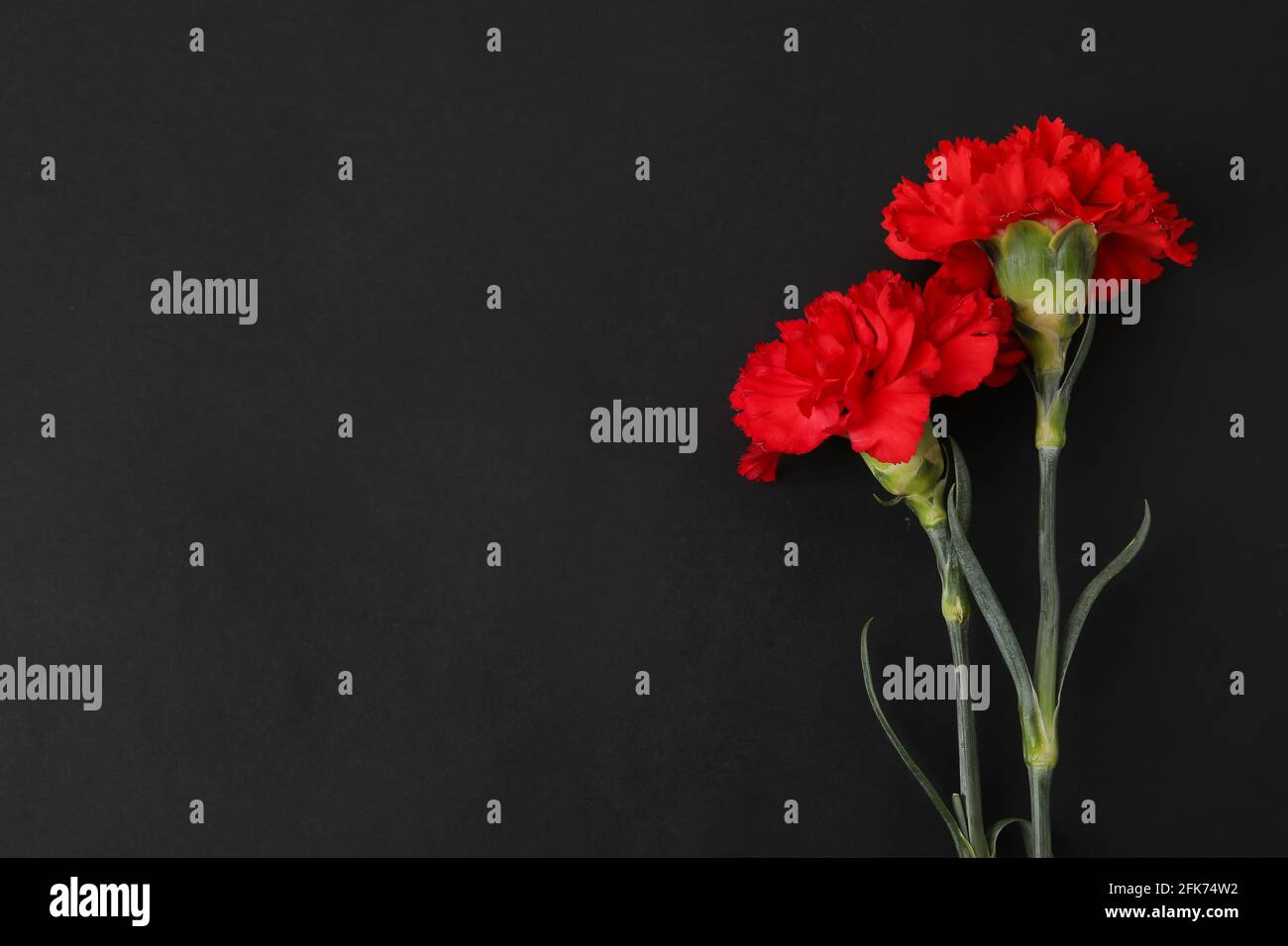 Liberty carnation hi-res stock photography and images - Alamy