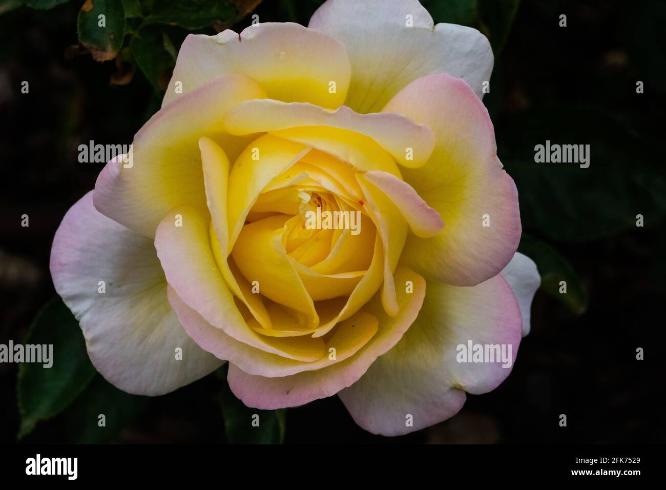 Adélaïde international hi-res stock photography and images - Alamy