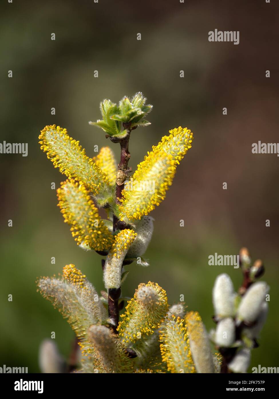 Salix hastata ‘wehrhahnii’ hi-res stock photography and images - Alamy