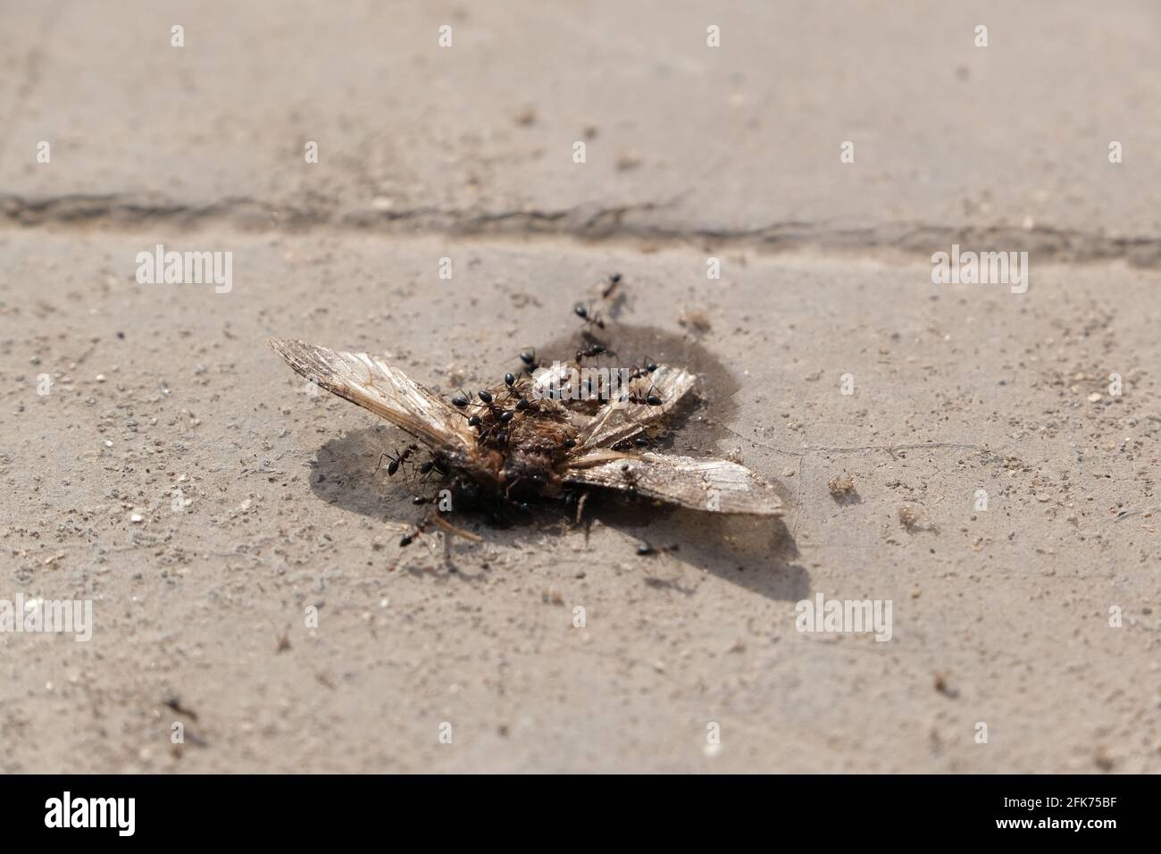 Ants eating insect or bee in sunlight Stock Photo - Alamy