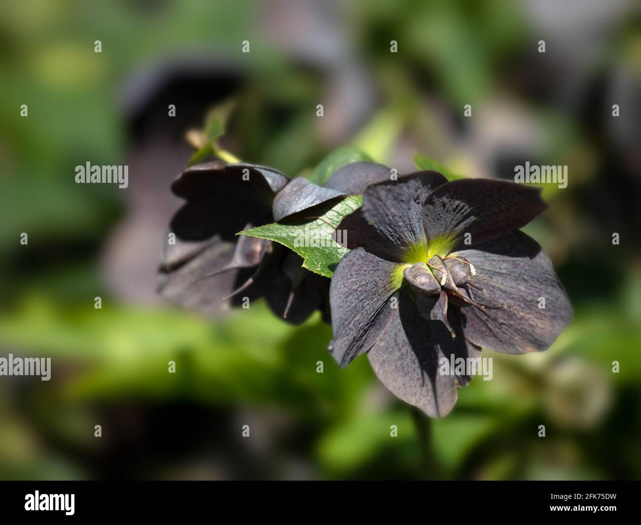 closeup of Lenten rose Helleborus x hybridus 'Blue Lady' in spring in ...