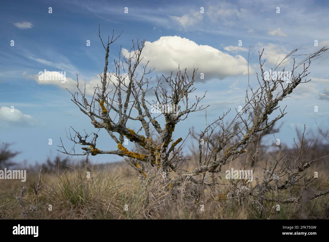 Eerie scenery of a dry tree in shrubland on a cloudy day Stock Photo ...