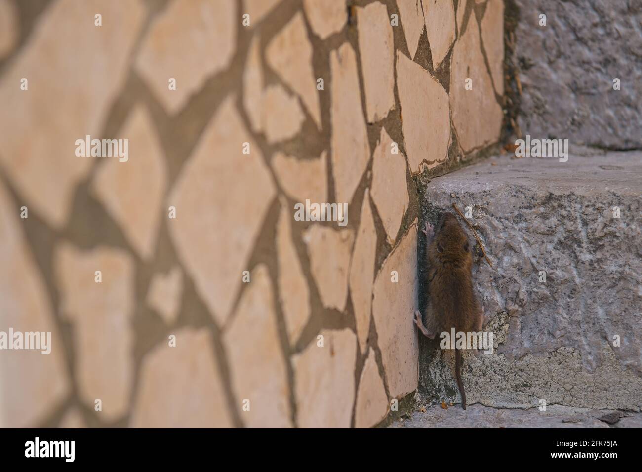 Cat climbing stairs hi-res stock photography and images - Alamy
