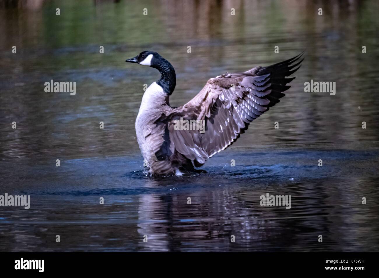 A goose flailing its wings Stock Photo - Alamy