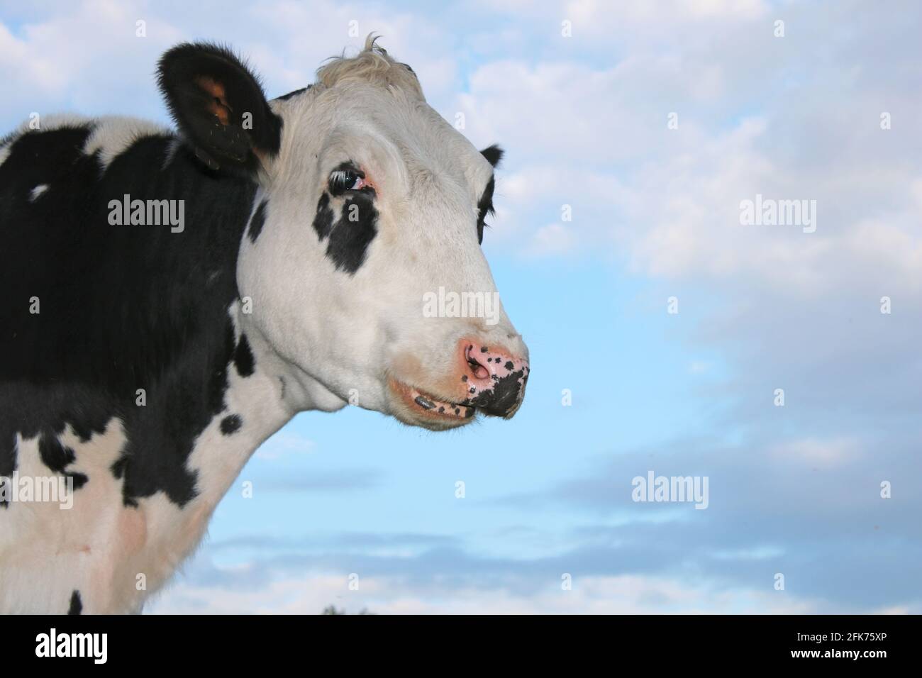 Portrait einer Kuh, Protrait of a cow Stock Photo - Alamy