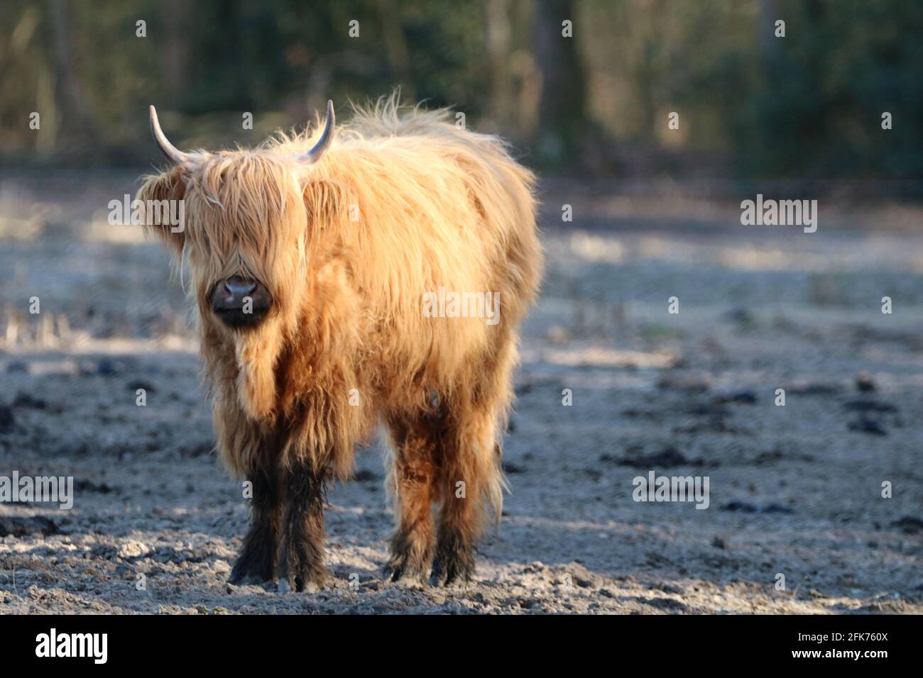 Tierarzt kuh hi-res stock photography and images - Alamy