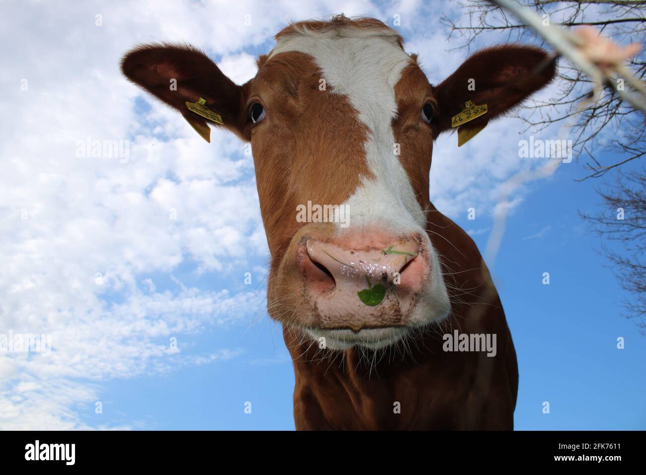 Portrait einer Kuh, Protrait of a cow Stock Photo - Alamy