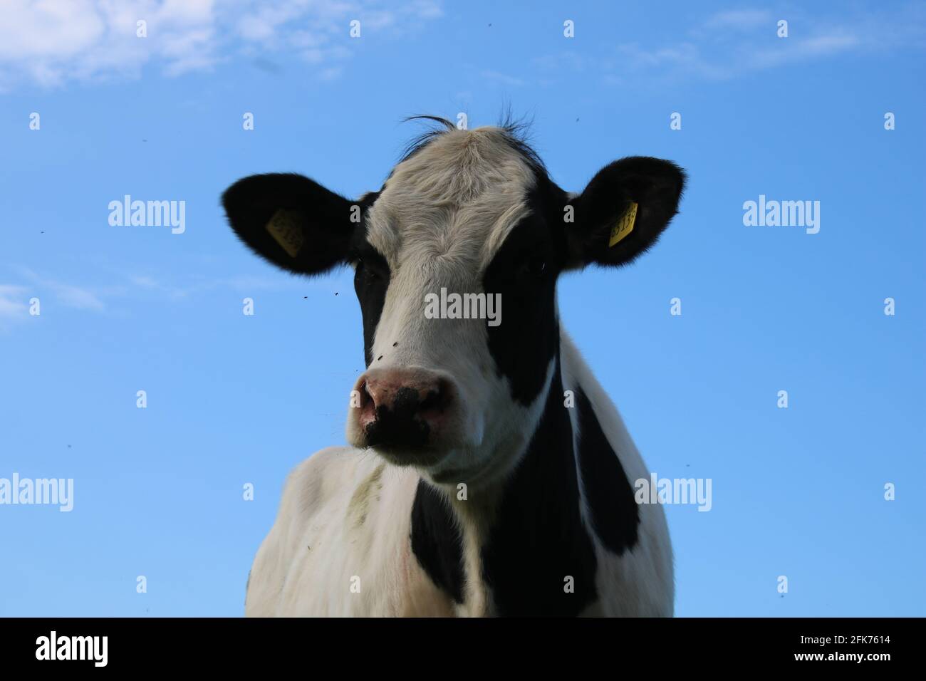 Tierarzt kuh hi-res stock photography and images - Alamy