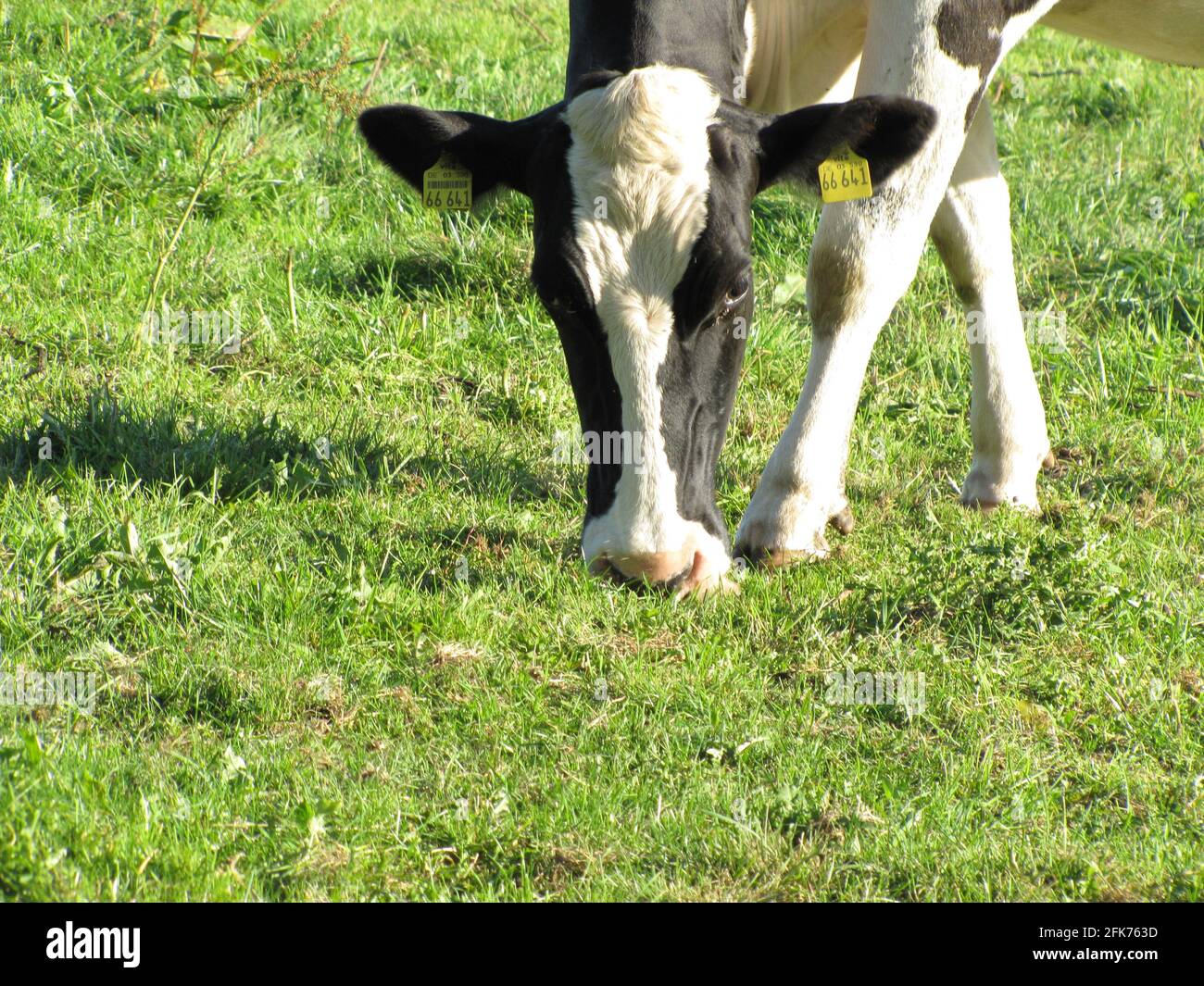 Kuh bauernhof hi-res stock photography and images - Alamy