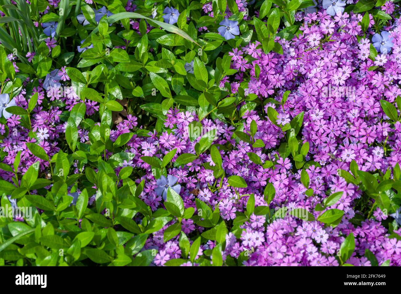 Small pink phlox flowers close up, bright wallpaper. Pink Moss Phlox ...