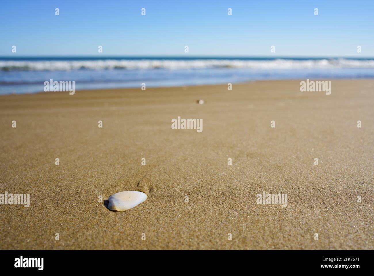 Seashell on beach sand. Sunny day. Tropical Beach. Shallow depth of ...
