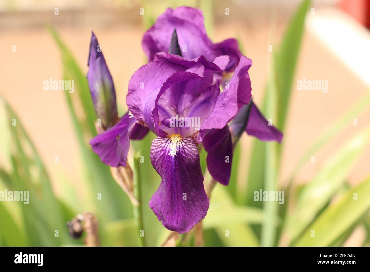 Iris unguicularis 'Mary Barnard' . Beautiful Purple Flower in Turkey ...