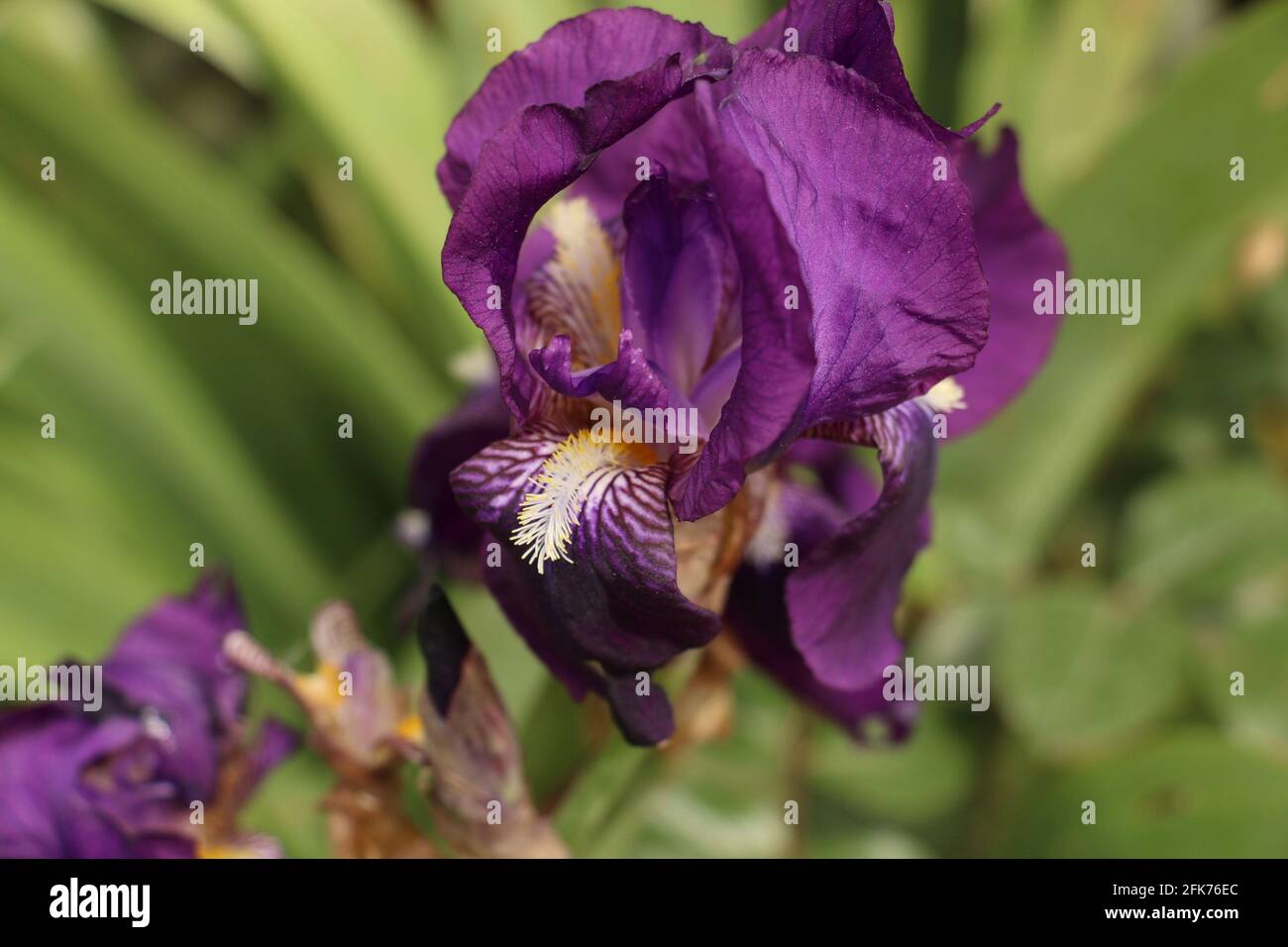 Iris unguicularis 'Mary Barnard' . Beautiful Purple Flower in Turkey ...
