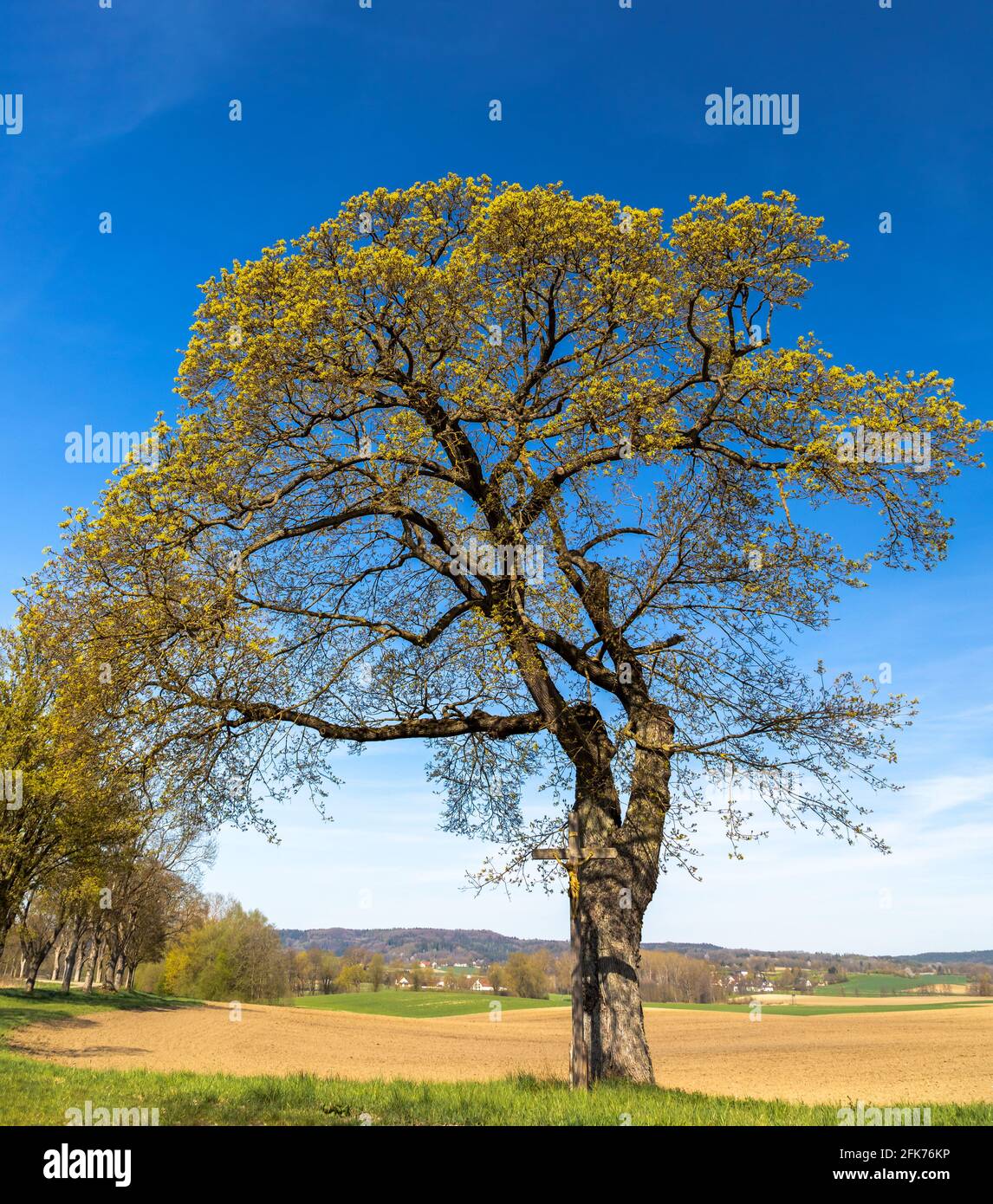 Branch of old oak tree hi-res stock photography and images - Alamy