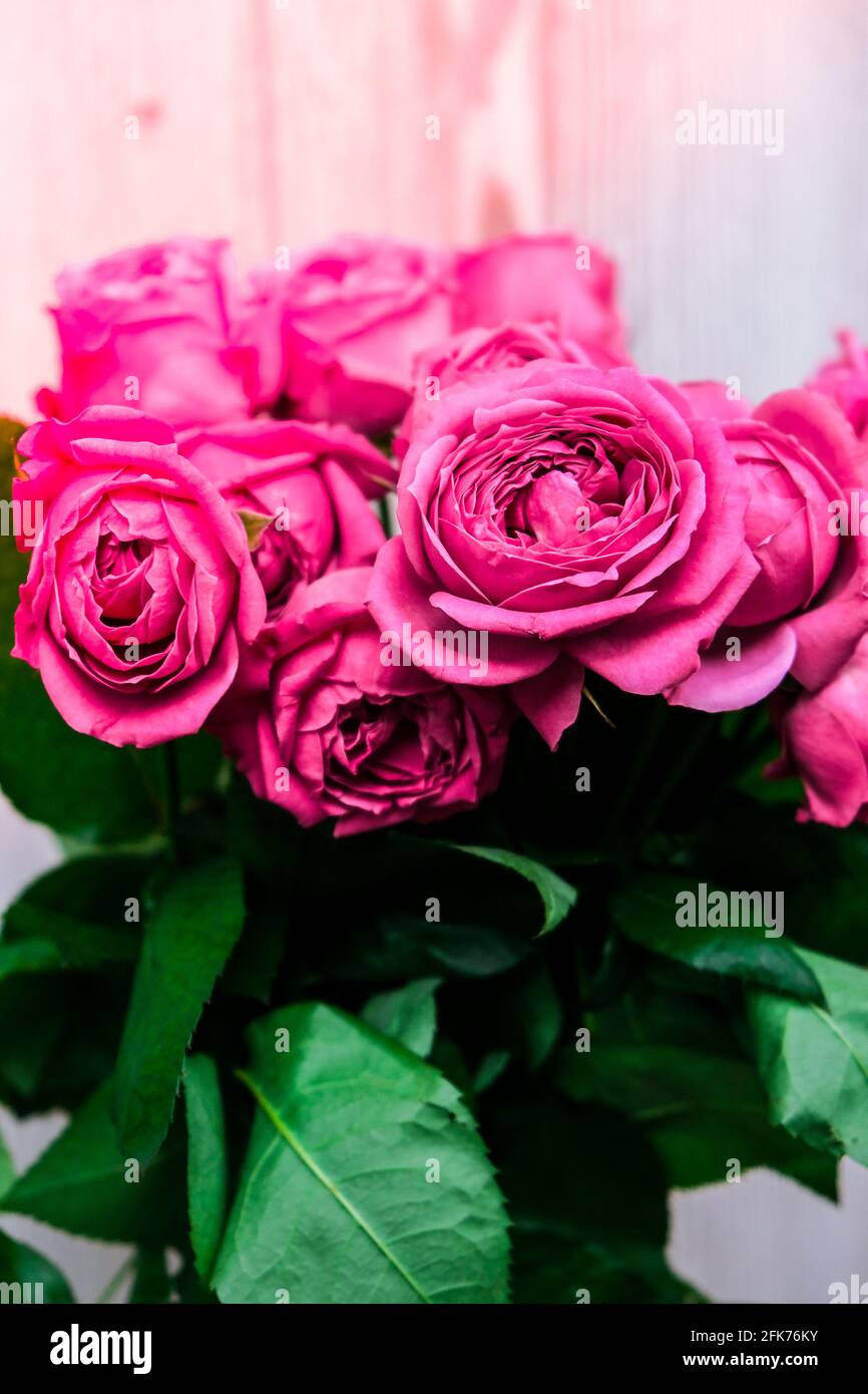 Woman with rosy peonies hi-res stock photography and images - Alamy