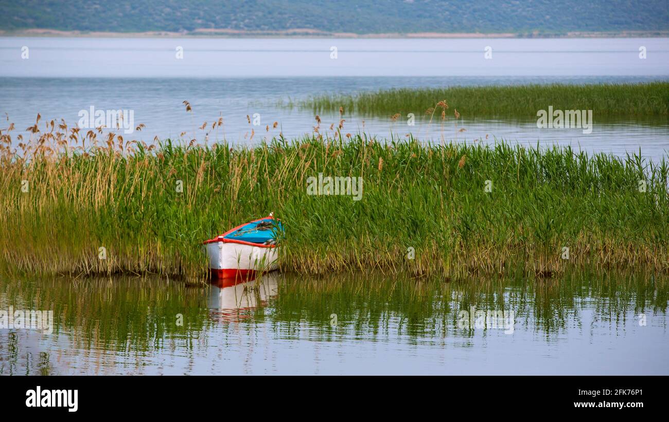 Fish among reeds hi-res stock photography and images - Alamy