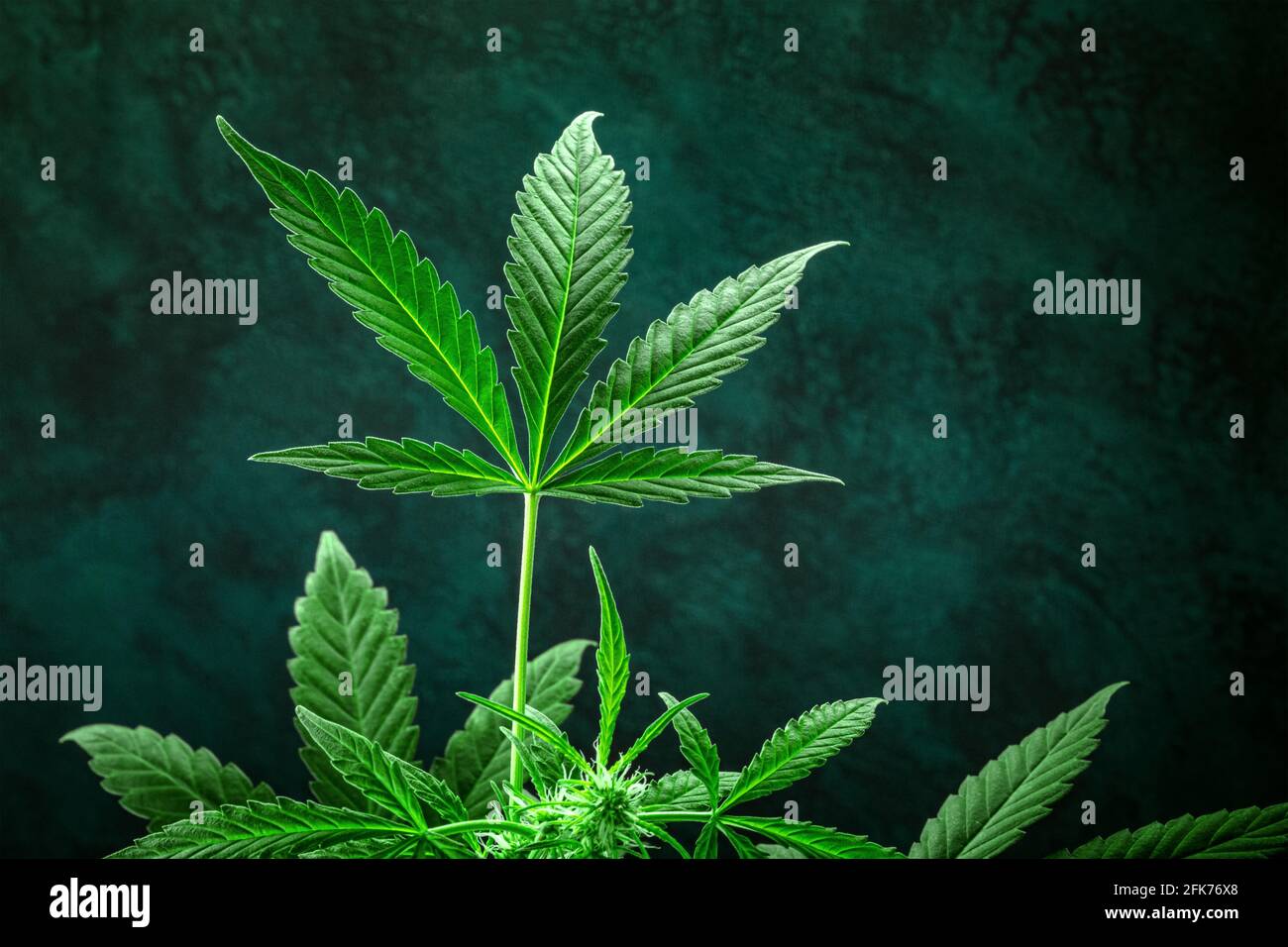 Cannabis leaf, close-up shot with a place for text. Growing marijuana ...
