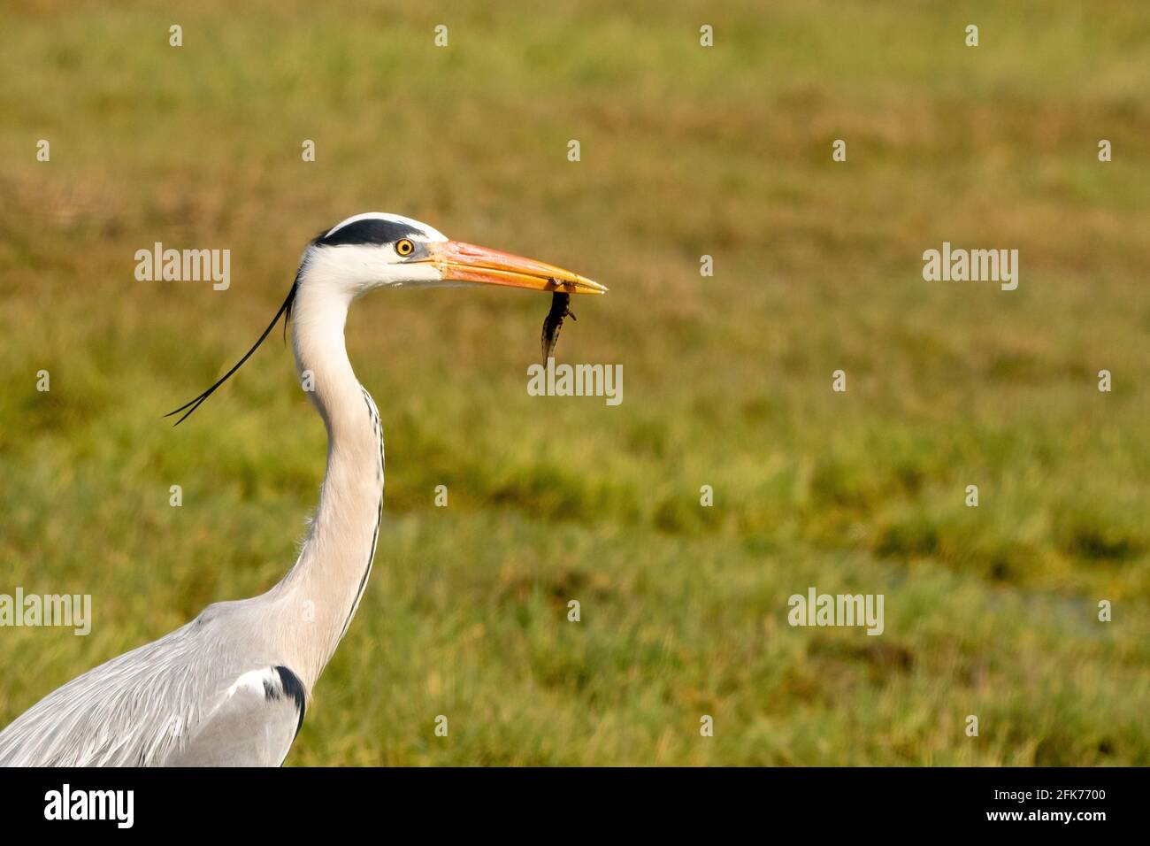 Great gray heron fishes a large insect from a ditch and quickly runs ...