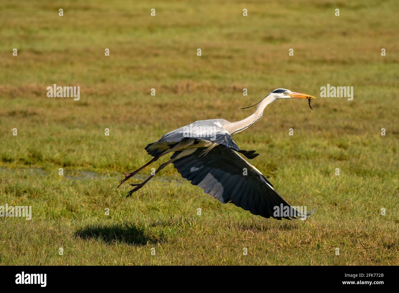 Beautiful gray heron fishes a large insect from a ditch and flies away ...