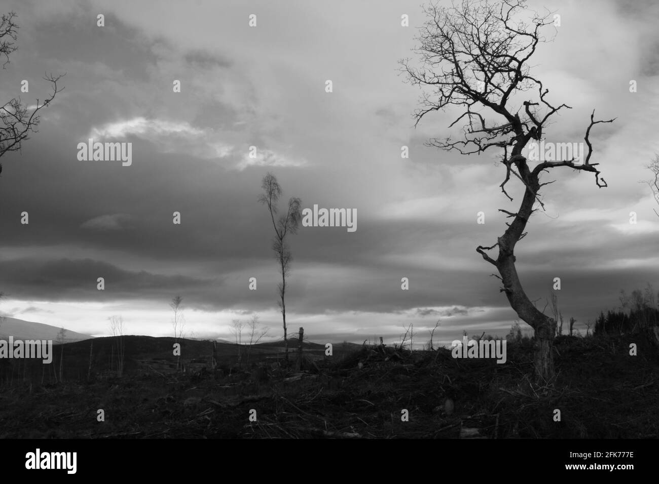 Dark crooked tree hi-res stock photography and images - Alamy