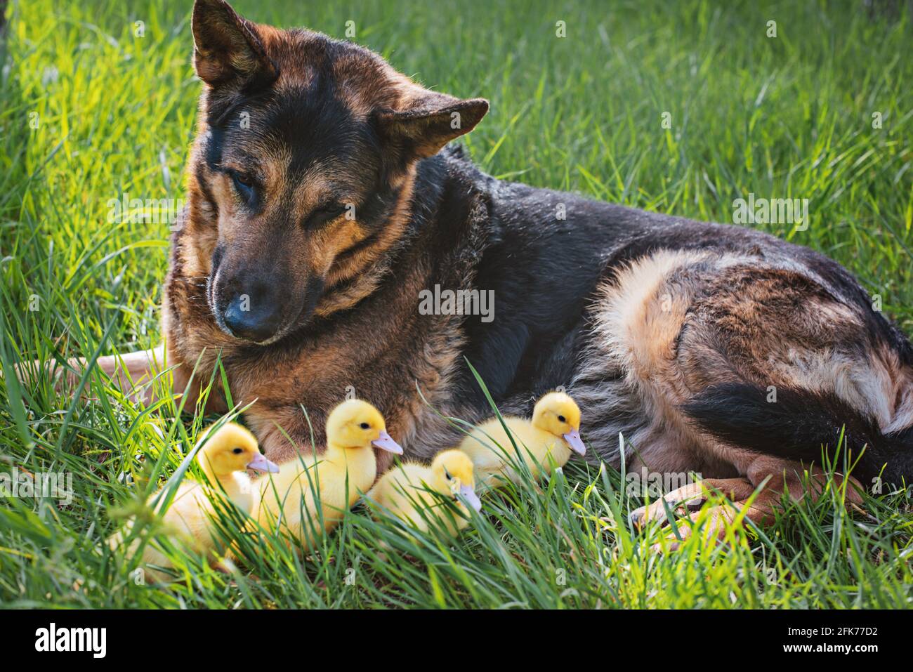 Dog and ducklings hi-res stock photography and images - Alamy